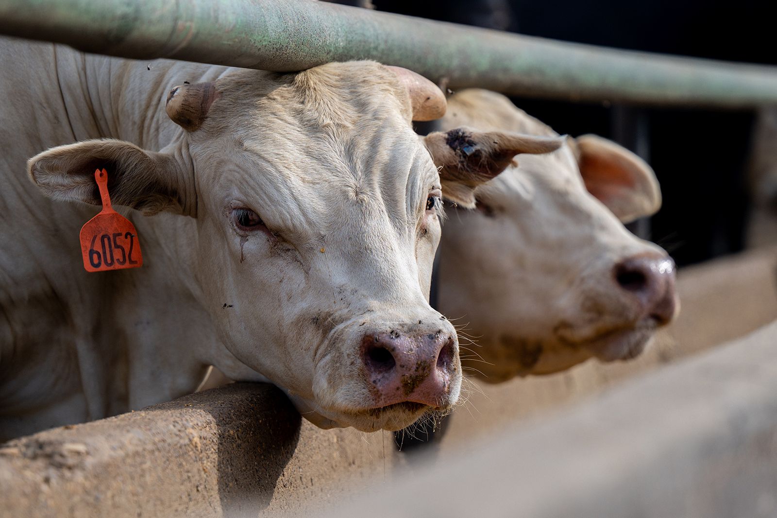 H5N1 virus outbreak in dairy cattle linked to U.S. wastewater